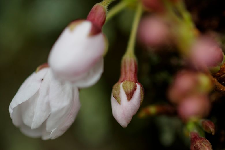 Plantfiles New Plant Hardiness Map Released By USDA | Agency Of