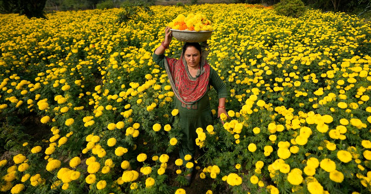 AP Week in Pictures: Global | Nov. 3 – Nov. 9, 2023 | The Seattle Times