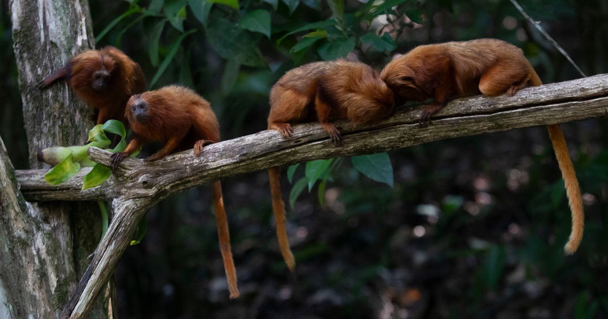 Saving Brazil’s golden monkey, one green corridor at a time | The ...