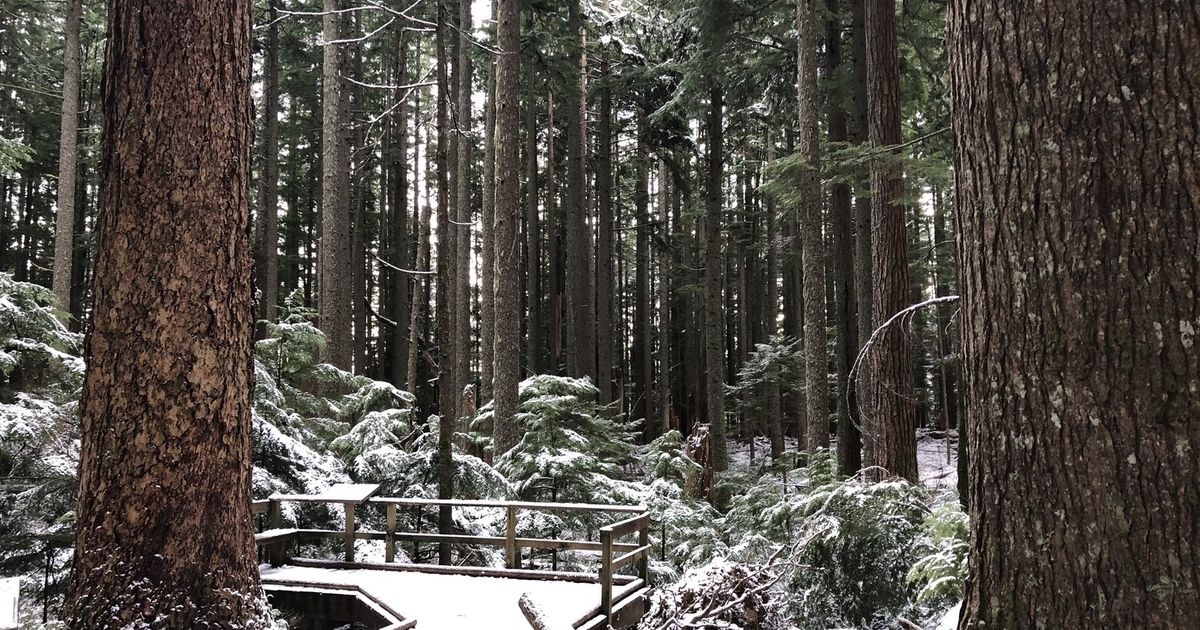 WA outdoors experts offer tips for hiking during winter | The Seattle Times