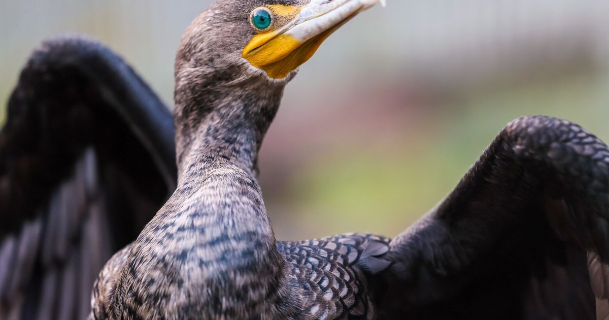 Fixing the cormorant disaster on the Columbia: ‘How could this have ...