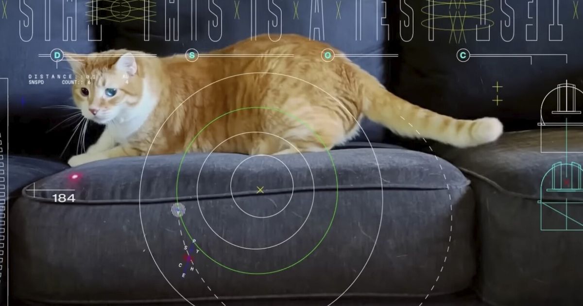 Orange tabby cat named Taters steals the show in first video sent by ...