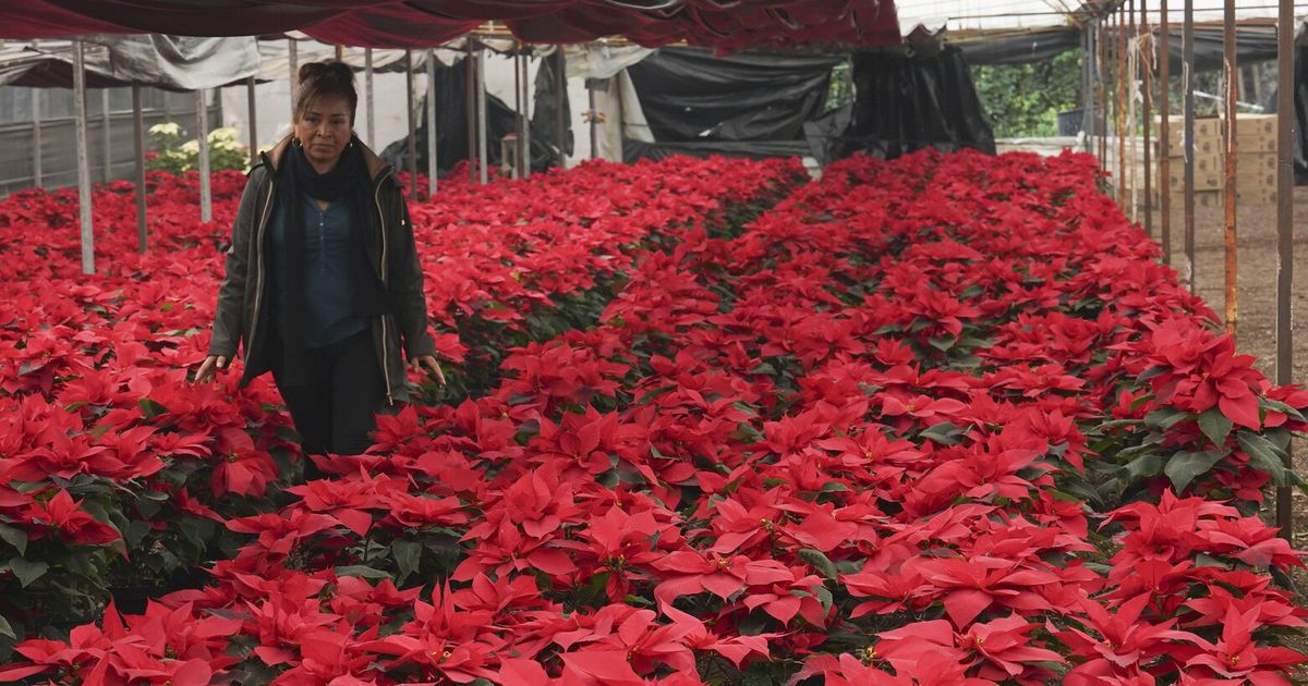 The checkered history of the poinsettia’s namesake and the flower’s ...