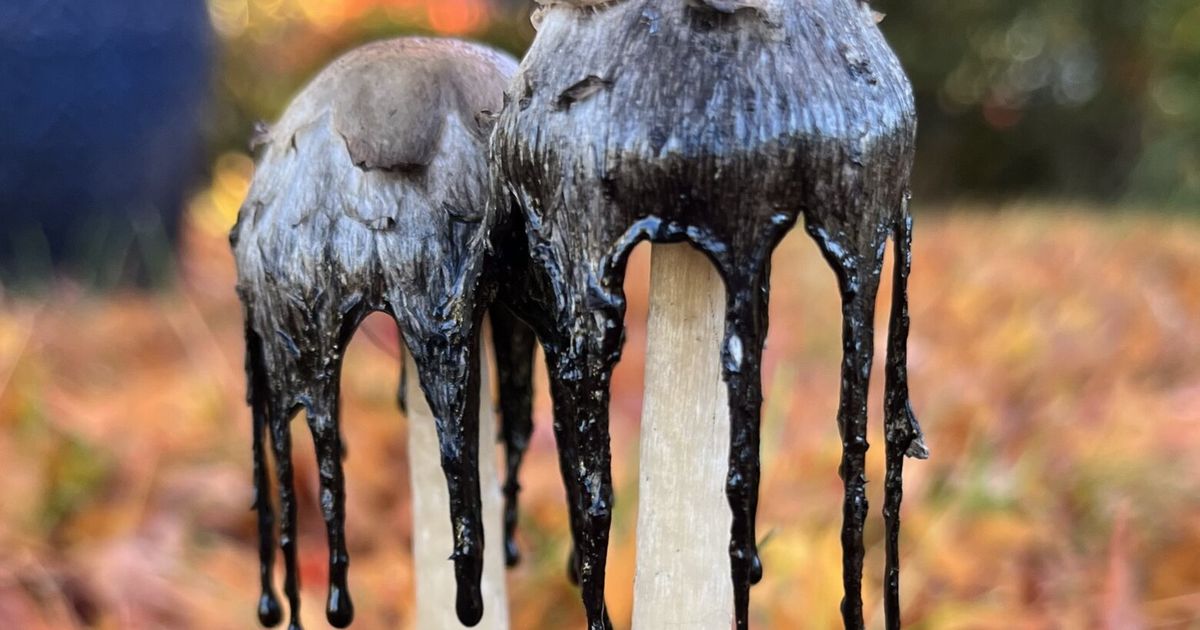 These oozy inky cap mushrooms are fascinating to look at and learn ...
