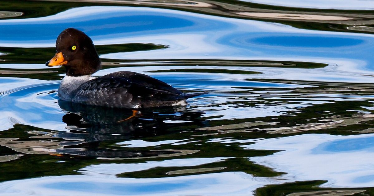 A distinctive duck paddles along Elliott Bay | The Seattle Times