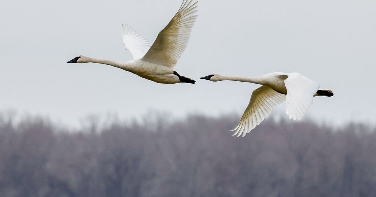 Some notes on hope in the new year | The Seattle Times
