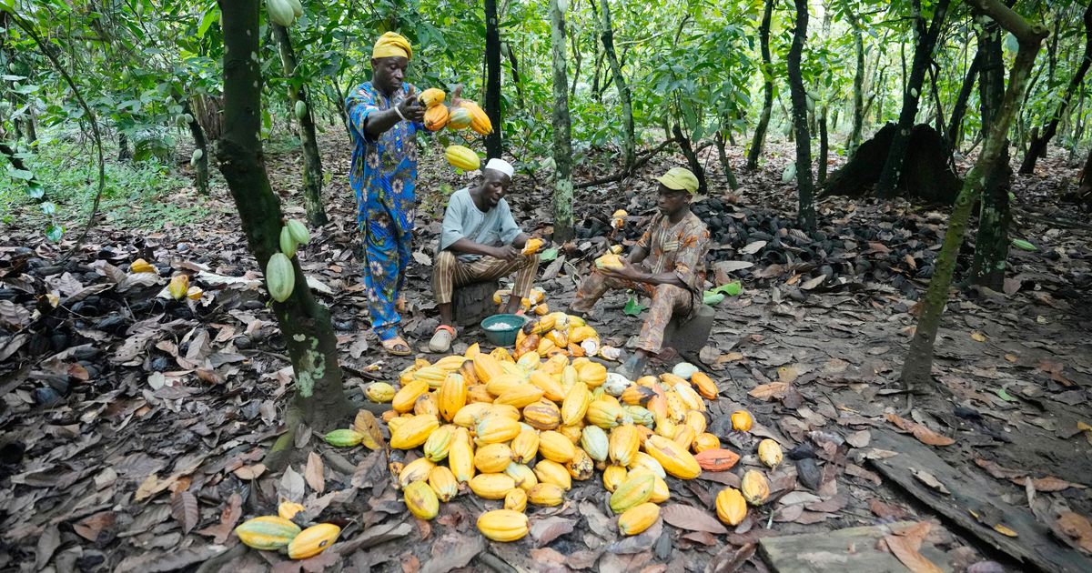 Takeaways on AP’s investigation into cocoa coming from a protected ...