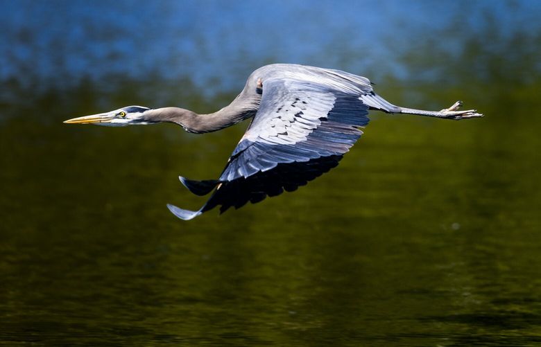 Michael J. Coren | The Seattle Times