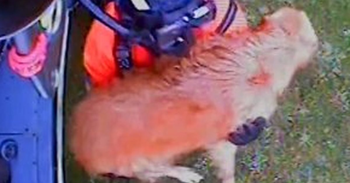 Coast Guard rescues dog that fell off cliff in Oregon | The Seattle Times