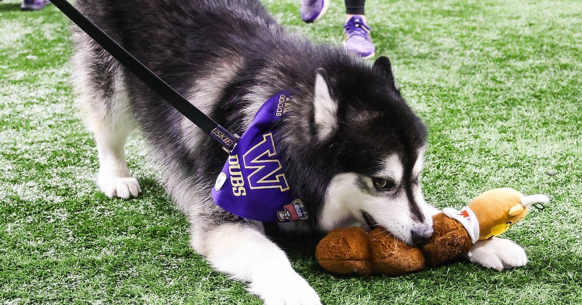 Anxious for UW Huskies at national championship? Keep calm with these ...