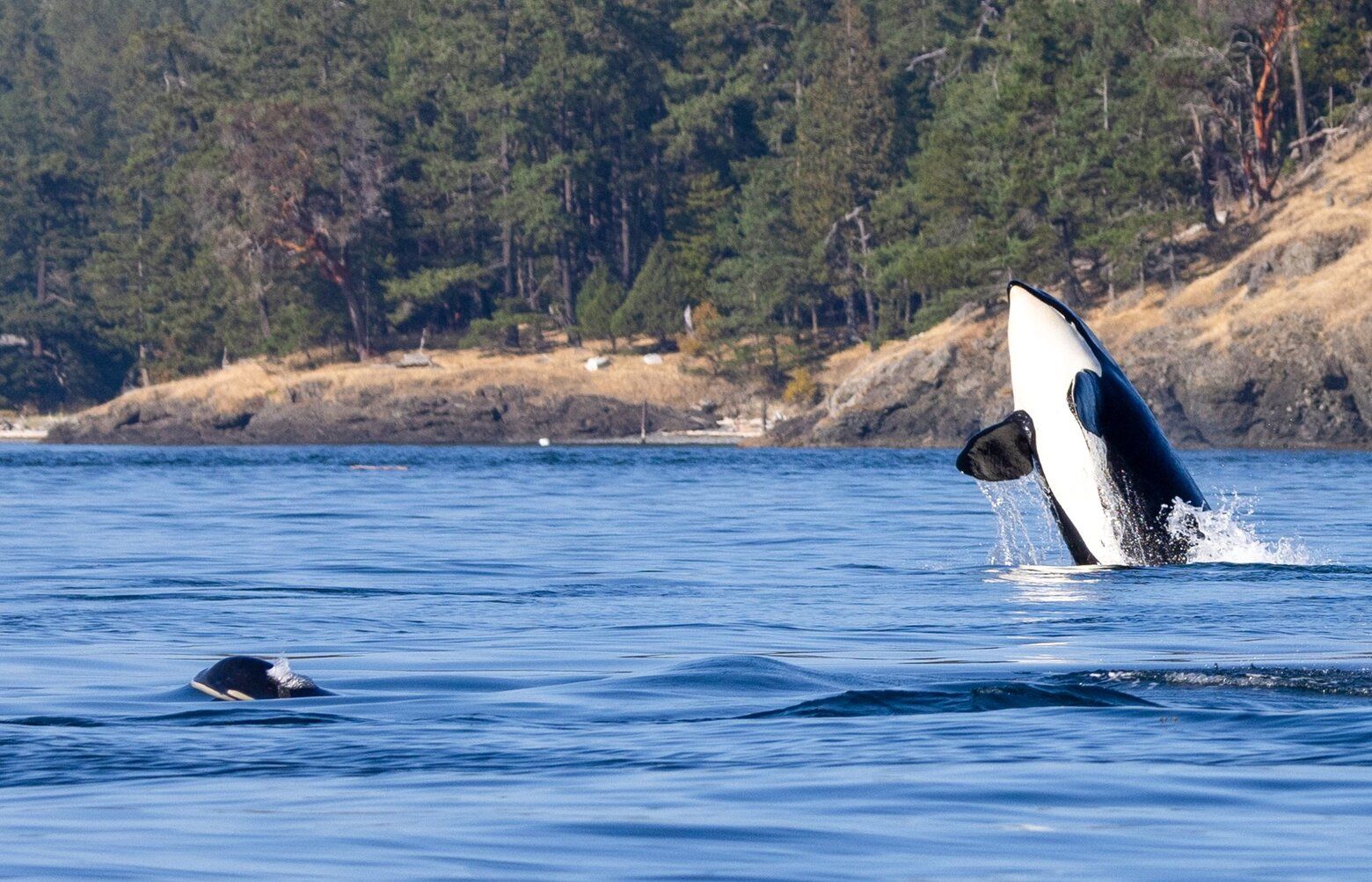 Orcas | The Seattle Times