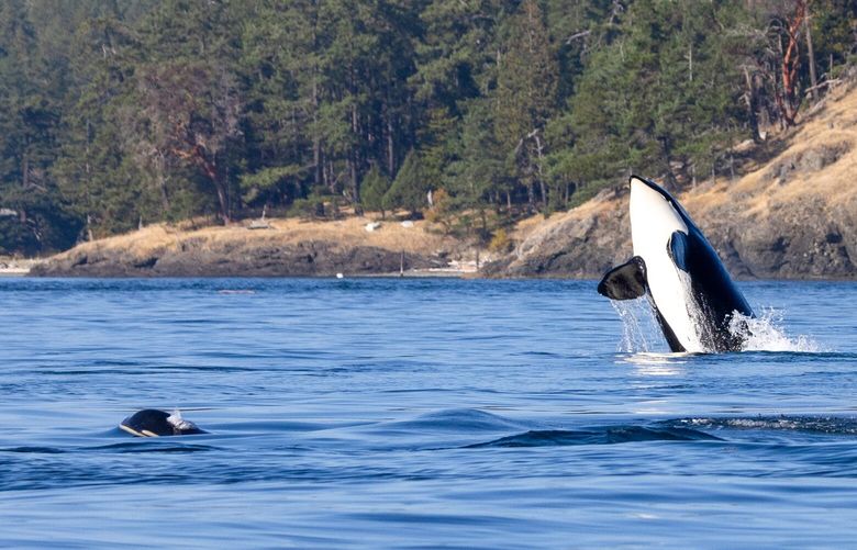 Orcas | The Seattle Times