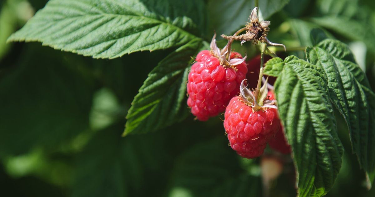 Everything you need to know to grow red raspberries in your garden ...
