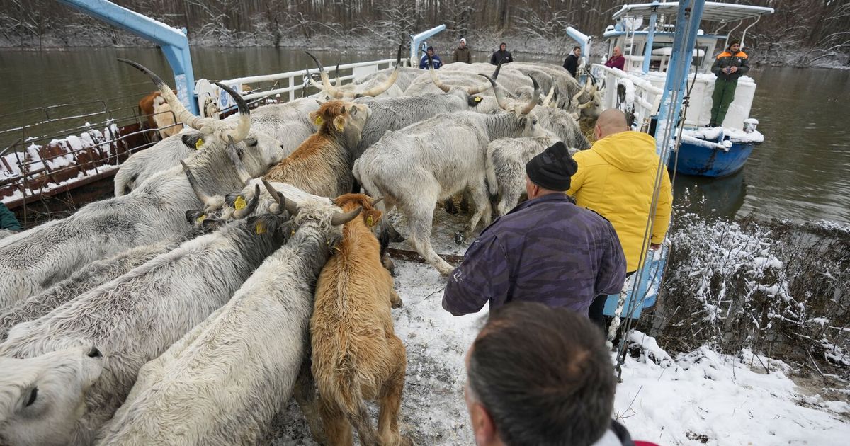 Nearly 200 cows and horses stuck on a Serbian river island in cold ...