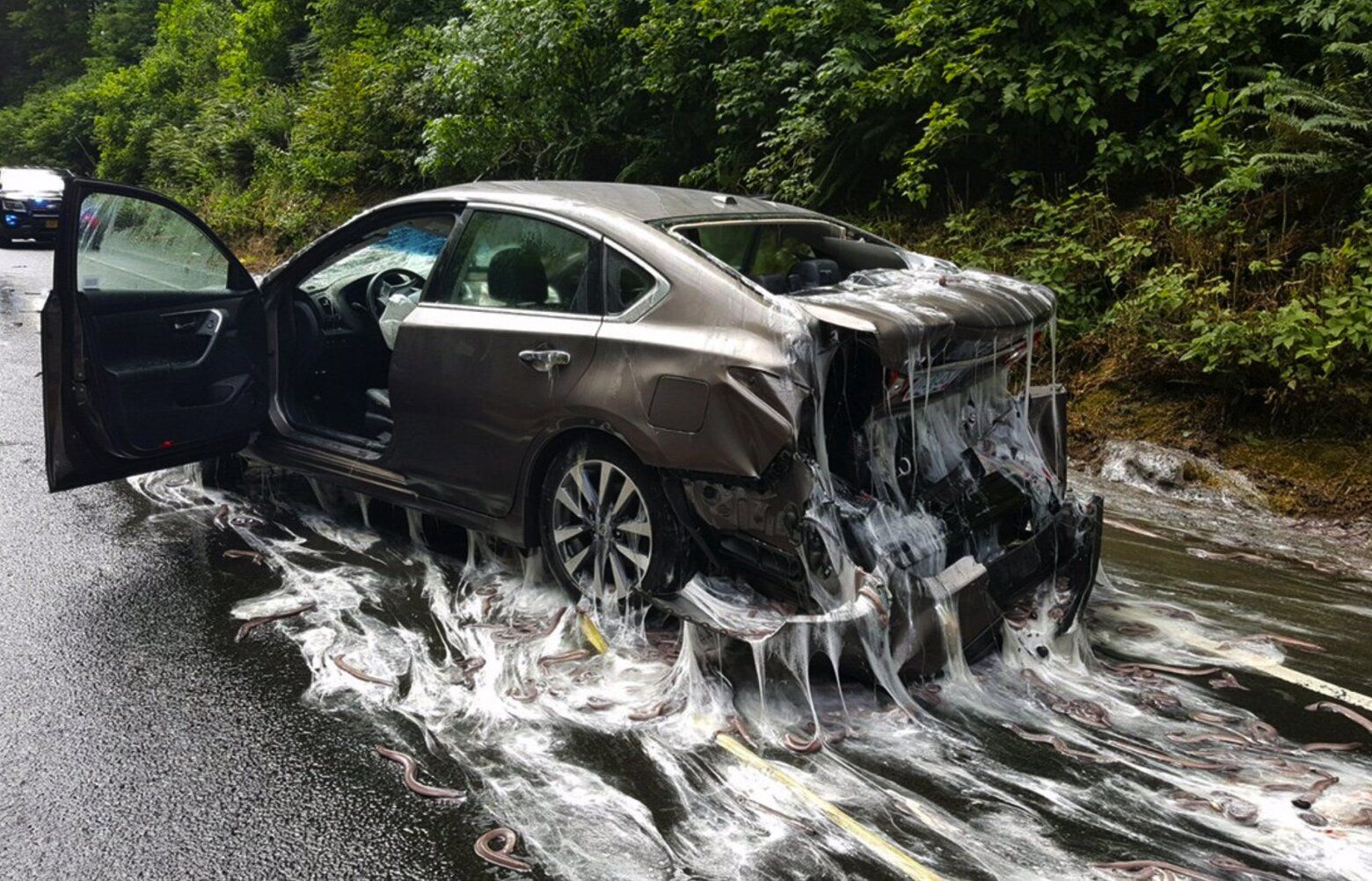 The ancient back story of the slimiest animal in the sea | The Seattle ...