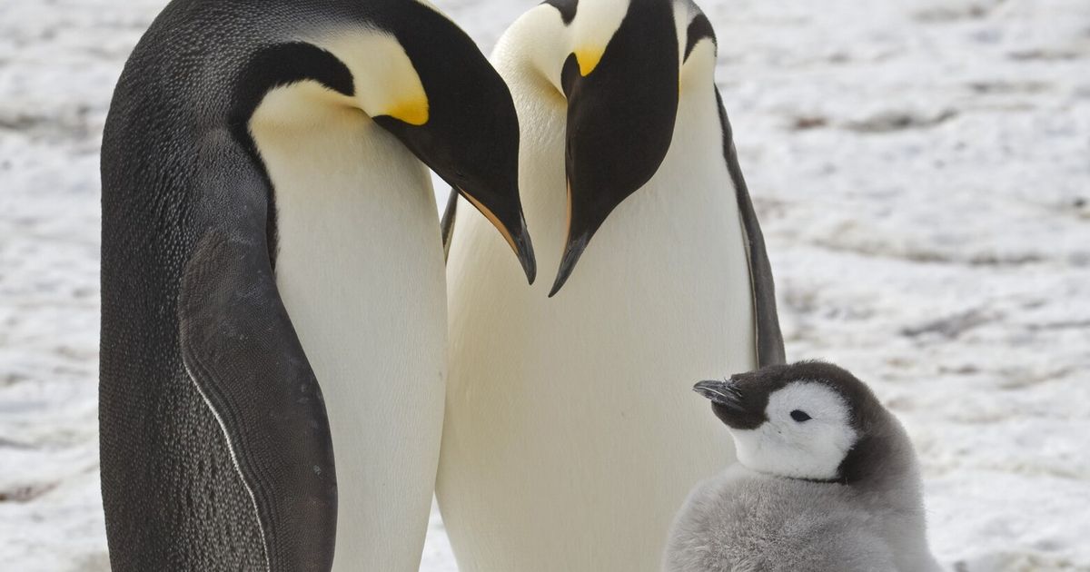 Scientists spot previously unknown colonies of emperor penguins in ...