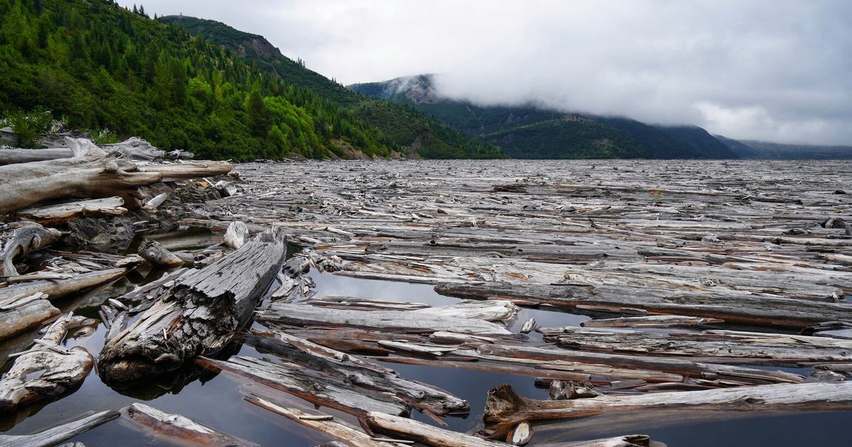 Tree debris from Mount St. Helens’ 1980 eruption still clogs Spirit ...
