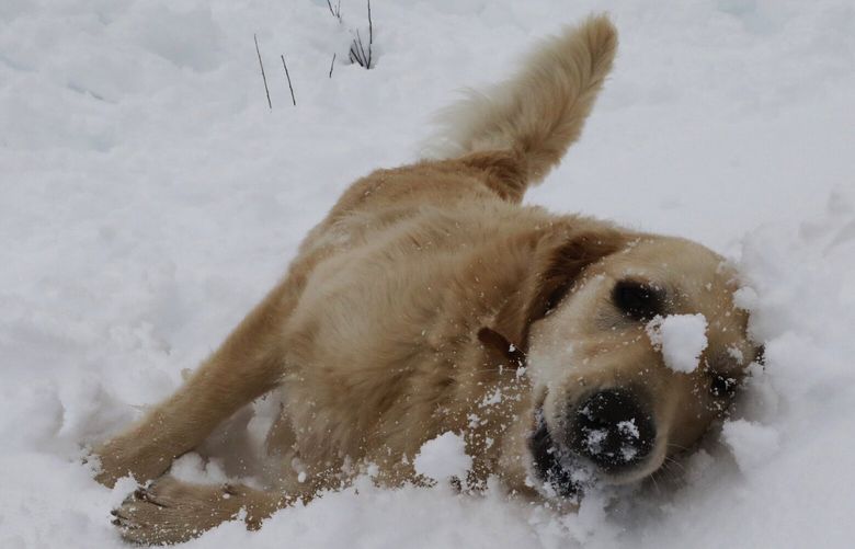 Kyle Melnick | The Seattle Times