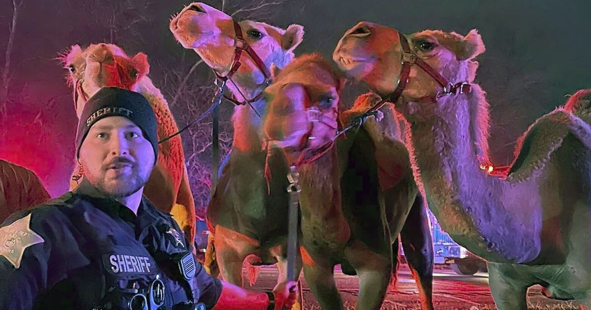 Zebras, camels and flames, oh my! Circus animals rescued after truck ...