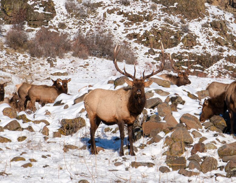 You can watch hundreds of elk graze at this WA wildlife area every ...