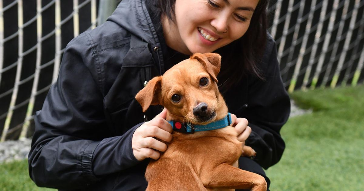 A behind-the-scenes look at running a pet rescue | The Seattle Times