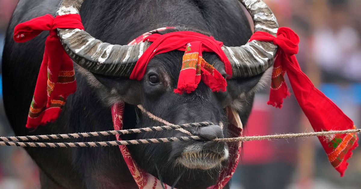 AP PHOTOS: Crowds in India’s northeast cheer bird and buffalo fights ...
