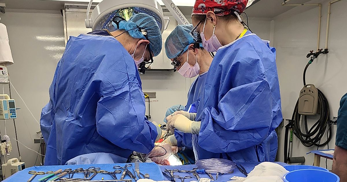 A first-ever experiment shows how pigs might one day help people who ...