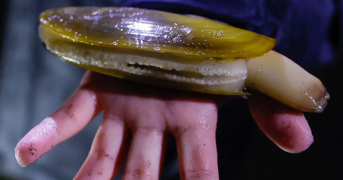 Razor clams, geoducks battle to be WA’s top clam | The Seattle Times