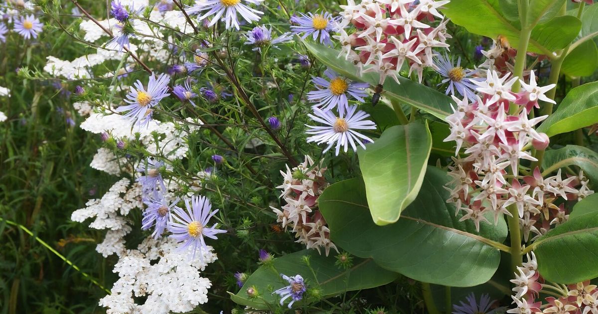 Seattle program helps homeowners create meadows with tested plant ...