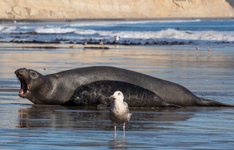 Darren Incorvaia | The Seattle Times