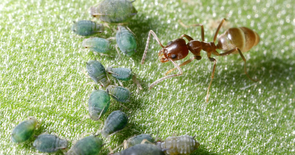 Ridding your home (and potted plants) of Argentine ants | The Seattle Times