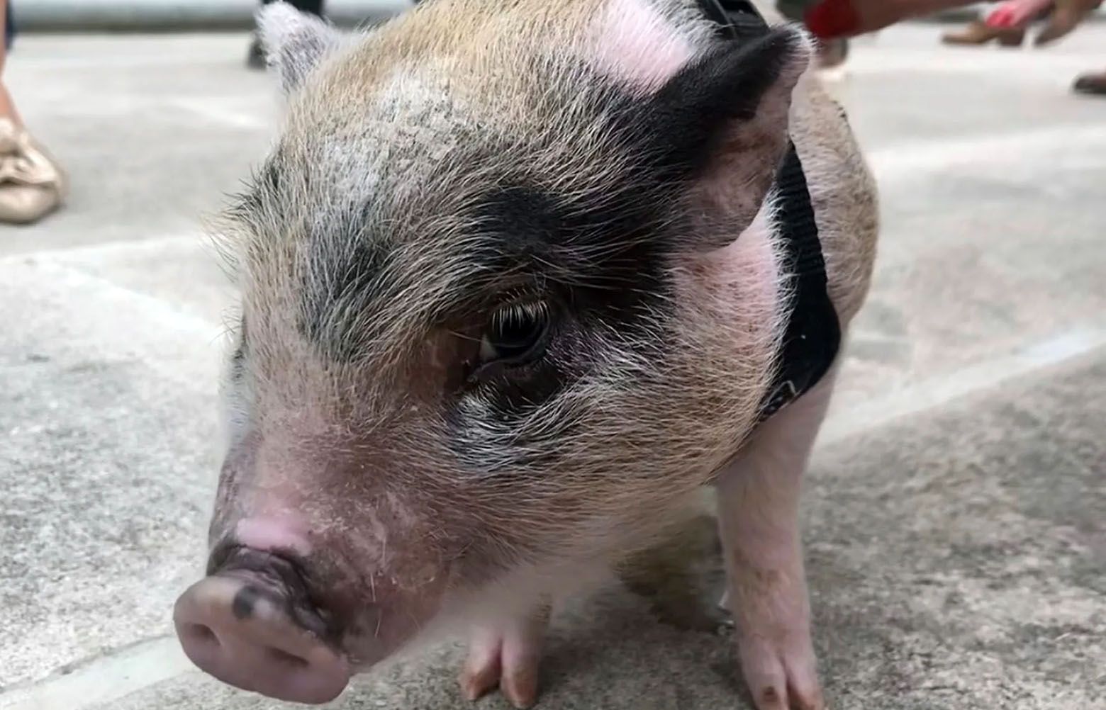 SARA CLINE | The Seattle Times