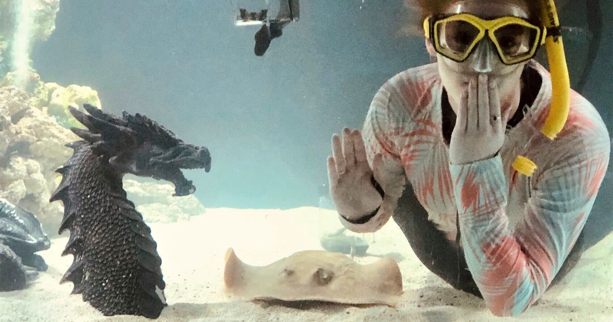 Charlotte, a stingray with no male companion, is pregnant in her ...