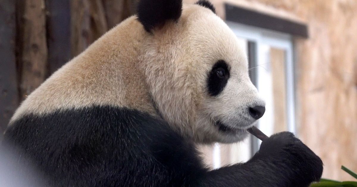 Atlanta is the only place in US to see pandas for now. But dozens of ...