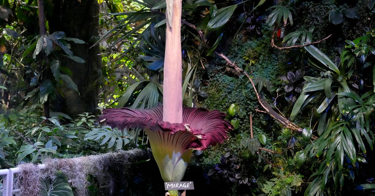 Visitors line up to see and smell a corpse flower’s stinking bloom in ...