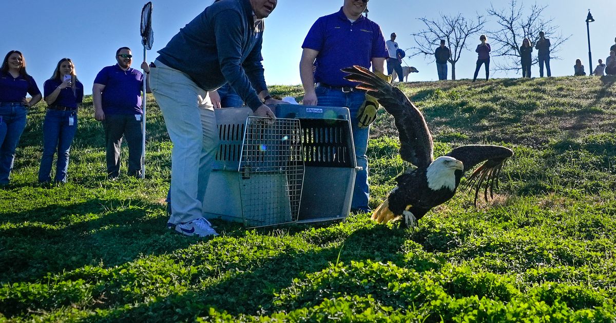 LSU football coach Brian Kelly releases bald eagle, treated by the ...