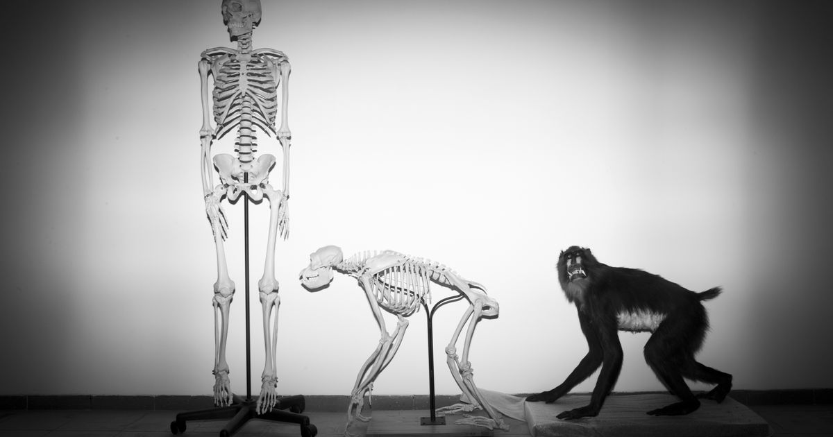 Our ancient animal ancestors had tails. Why don’t we? | The Seattle Times