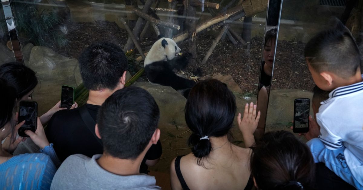 Here’s what happened to a man who broke a panda park’s strict dietary ...