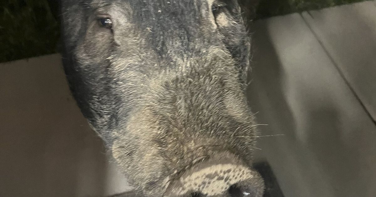 Wayward 450-pound pig named Kevin Bacon hams it up for home security ...