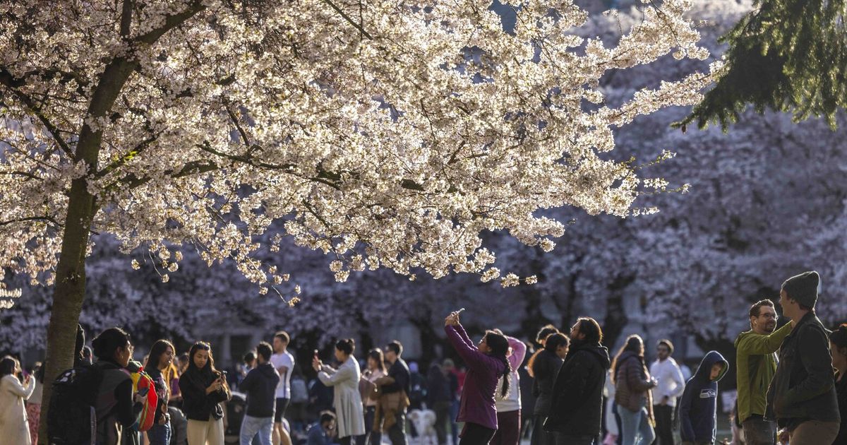 Explore a world of spring festivals in Seattle | The Seattle Times