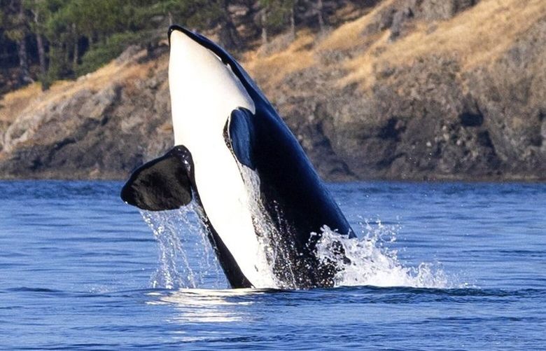 Maggie Penman | The Seattle Times