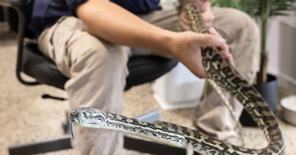 Snakes in the grass — and under the piano, by the pool and in the ...