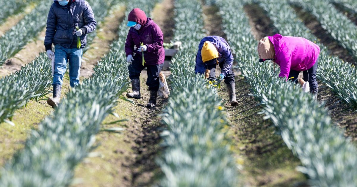 Why WA’s farmworkers are disappearing | The Seattle Times