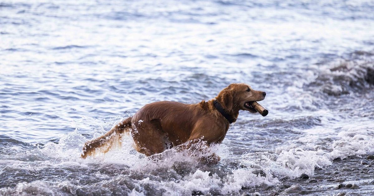The golden retriever is (still) Seattle’s top dog breed | The Seattle Times