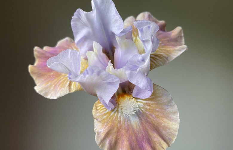 Grow | The Seattle Times