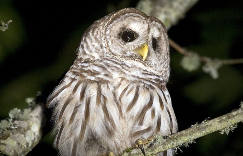 Sage Alexander | The Seattle Times