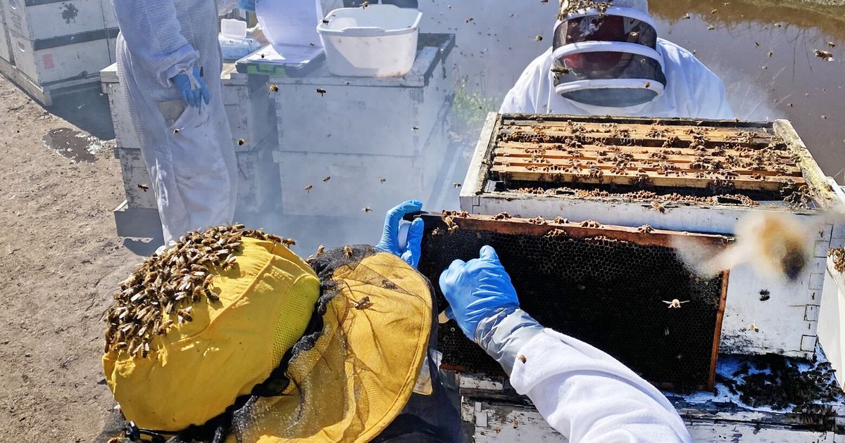 Western honeybee colonies at risk of collapse, WSU study finds | The ...