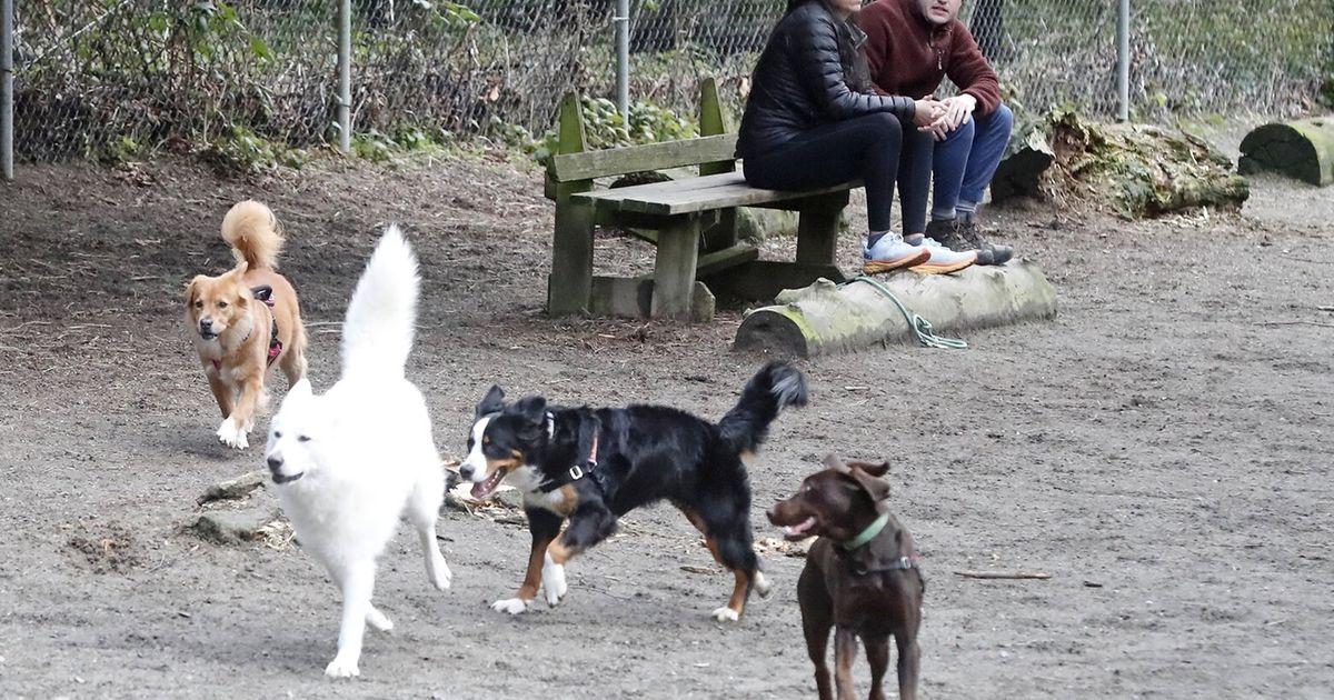 Seattle is getting 5 new dog parks. Here’s where | The Seattle Times