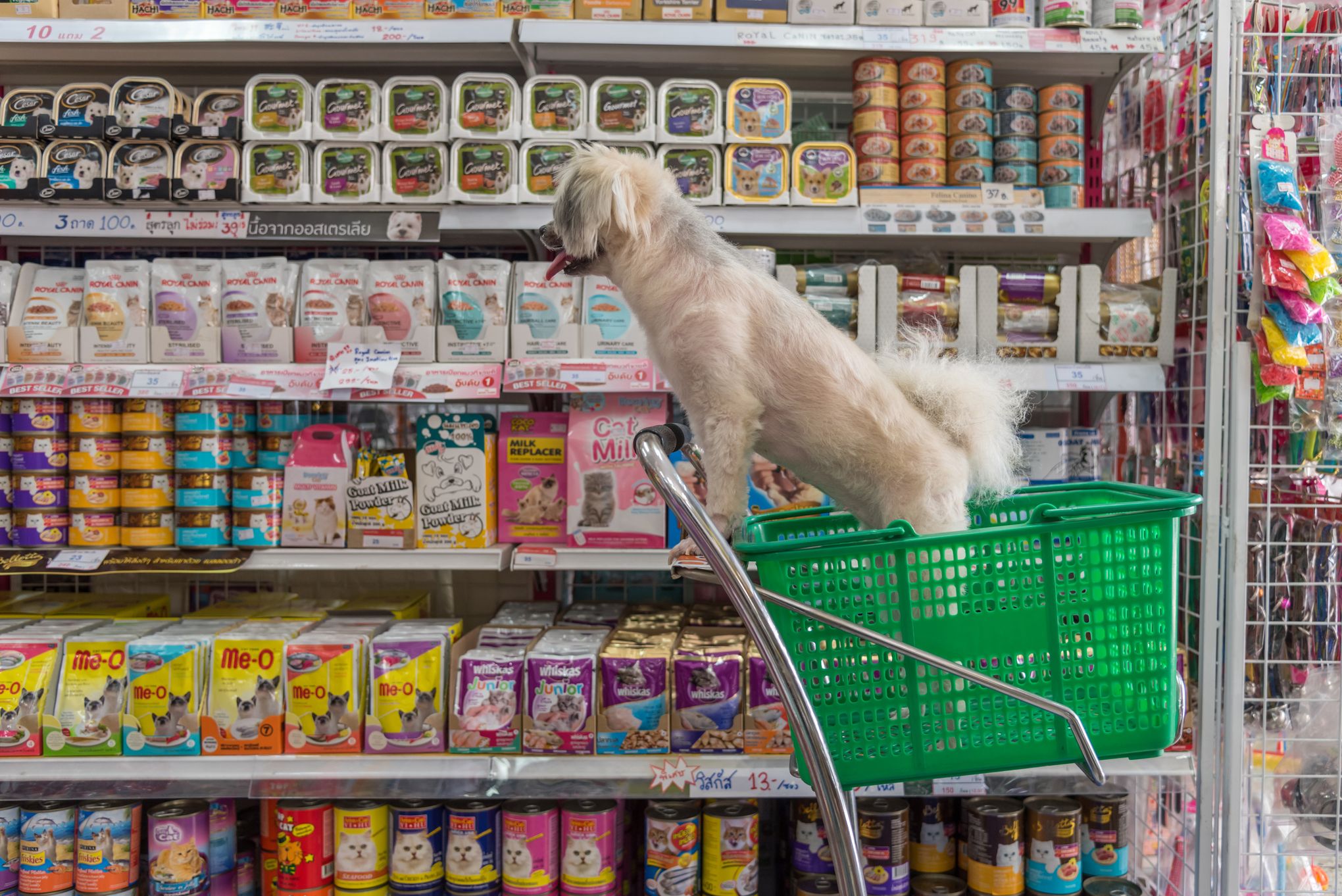 Dog Food Aisle Why Regular Pet Food Is So Cheap? – Vecado