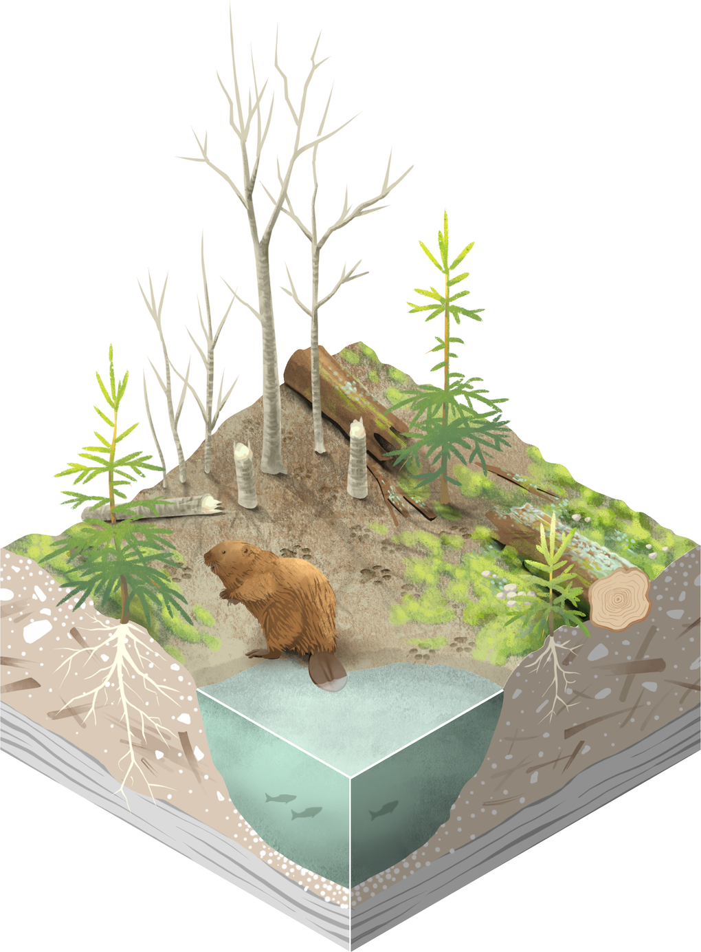 10 years after the Oso landslide, a new forest is rising | The Seattle ...